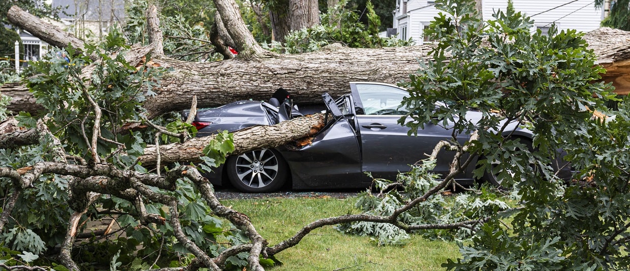 Does Car Insurance Cover Tree Damage?